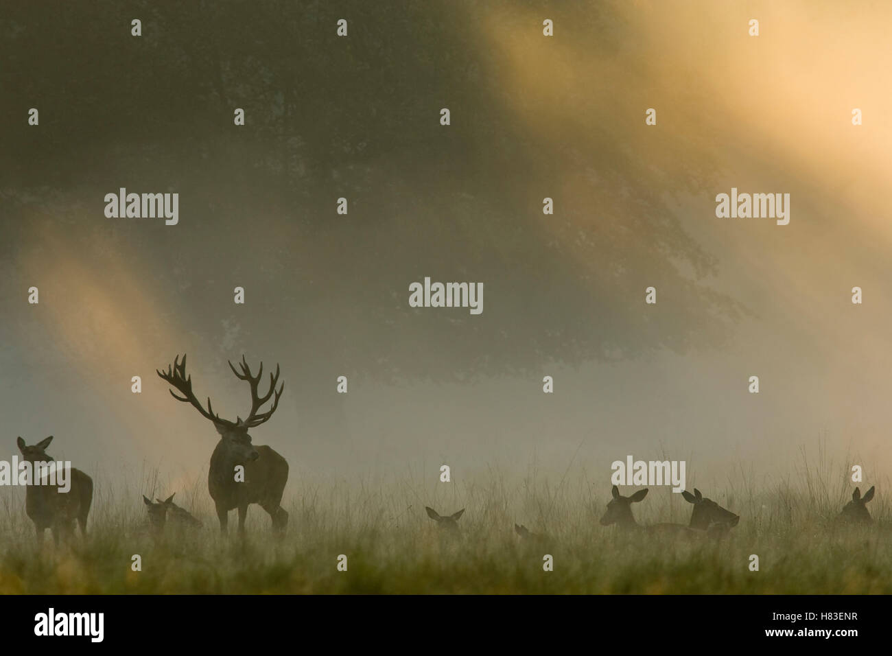 Red Deer (Cervus elaphus) stag with herd of females in mating season ...