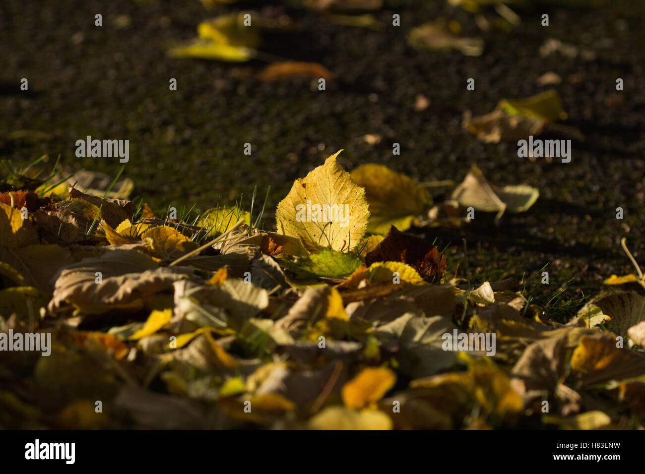 A single autumn leaf catching the sun amongst fallen leaves on the ...