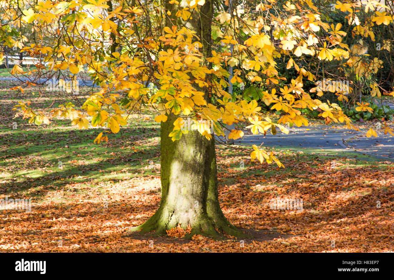 A tree in Autumn Stock Photo - Alamy