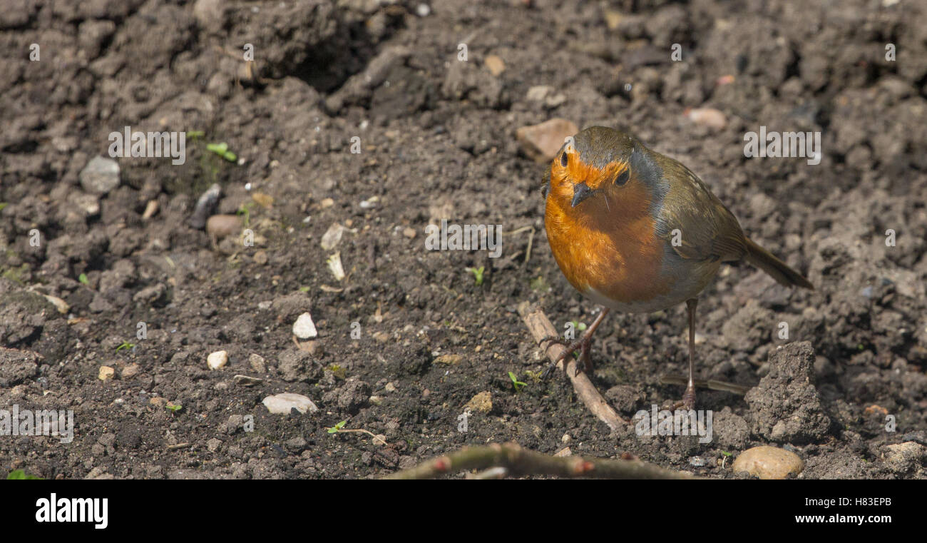 A robin is in a garden standing on soil Stock Photo - Alamy