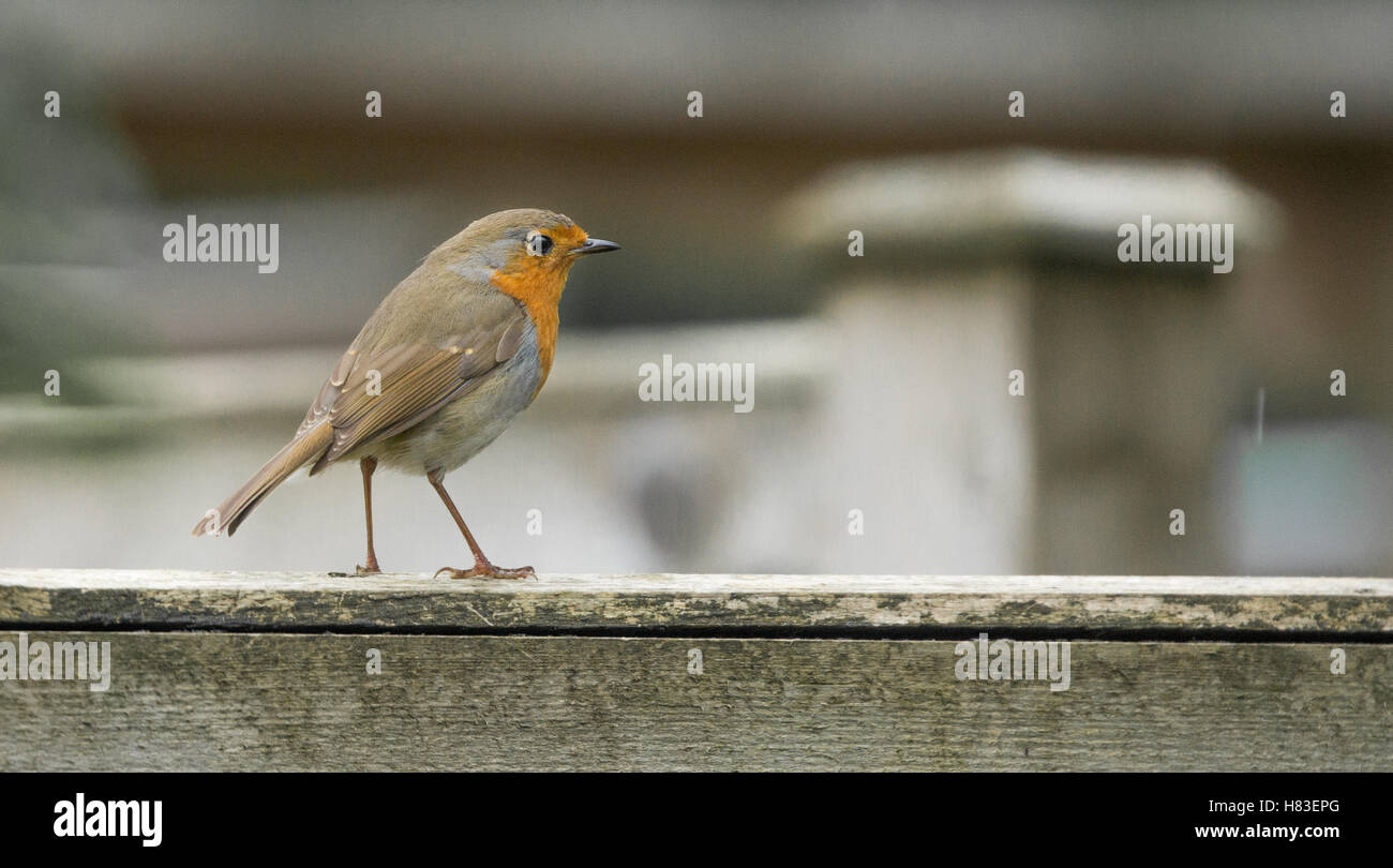 Robin redbreast garden bird hi-res stock photography and images - Alamy