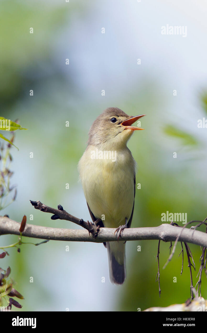 Icterine Warbler (Hippolais icterina) singing, Zwolle, Netherlands ...