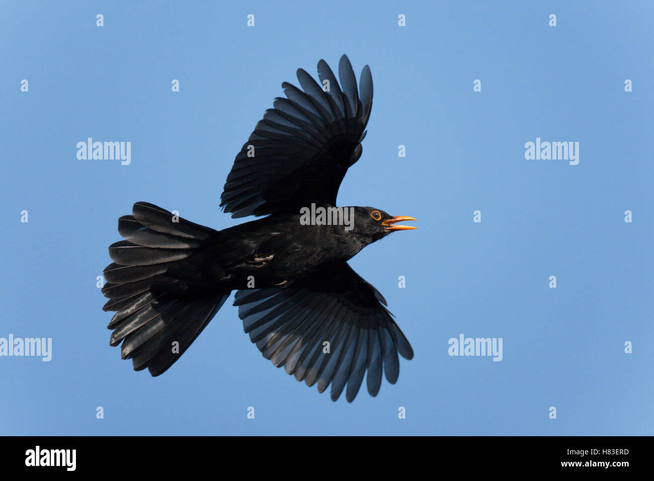 Eurasian Blackbird (Turdus merula) male singing while flying ...
