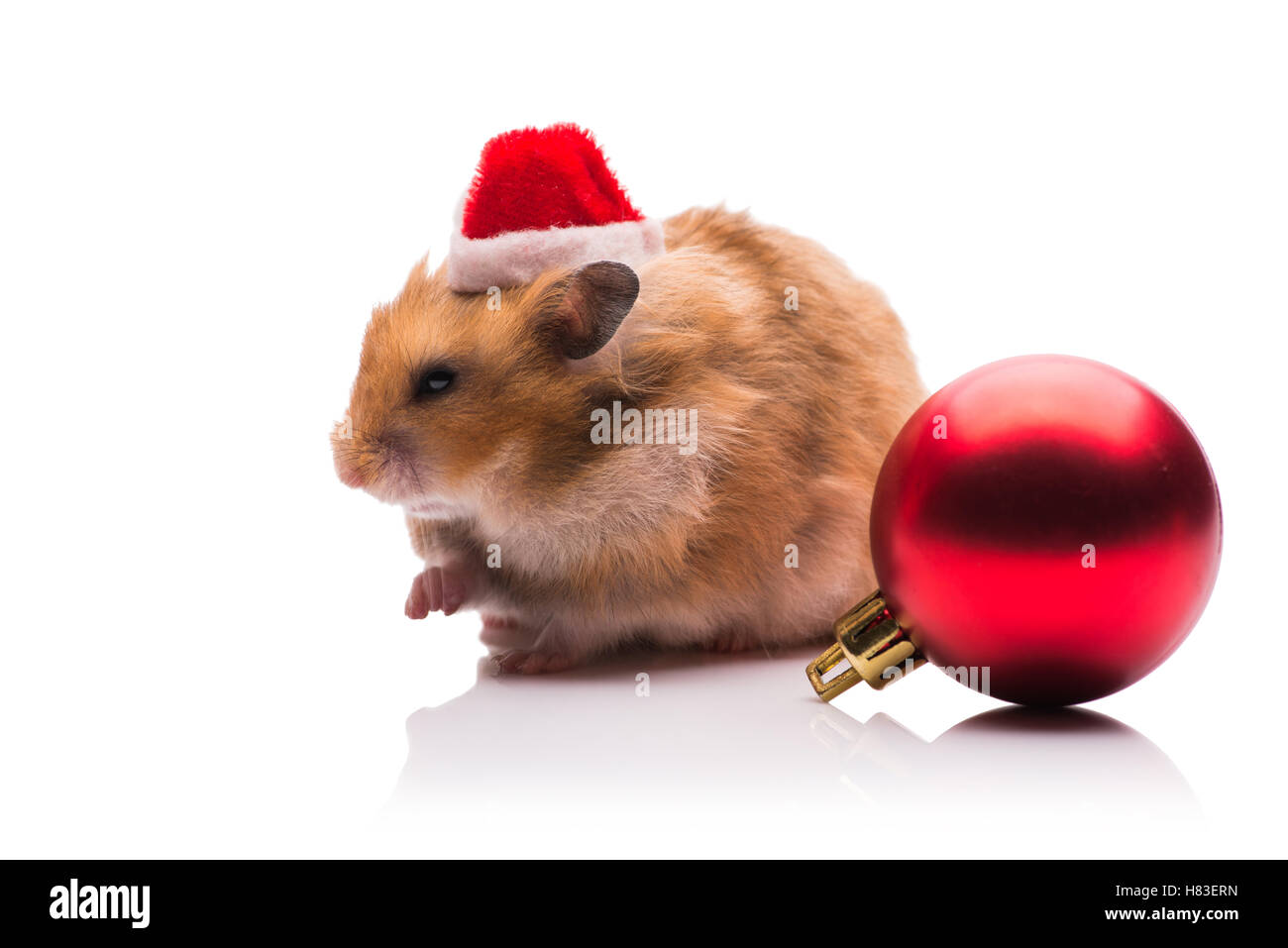 Cute hamster with santa hat isolated on white Stock Photo - Alamy