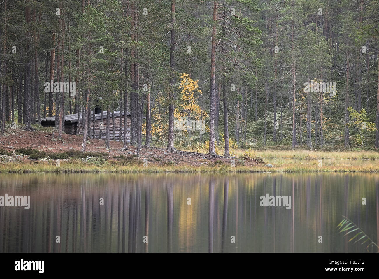 Swedish log hut in forest at a lake Stock Photo - Alamy