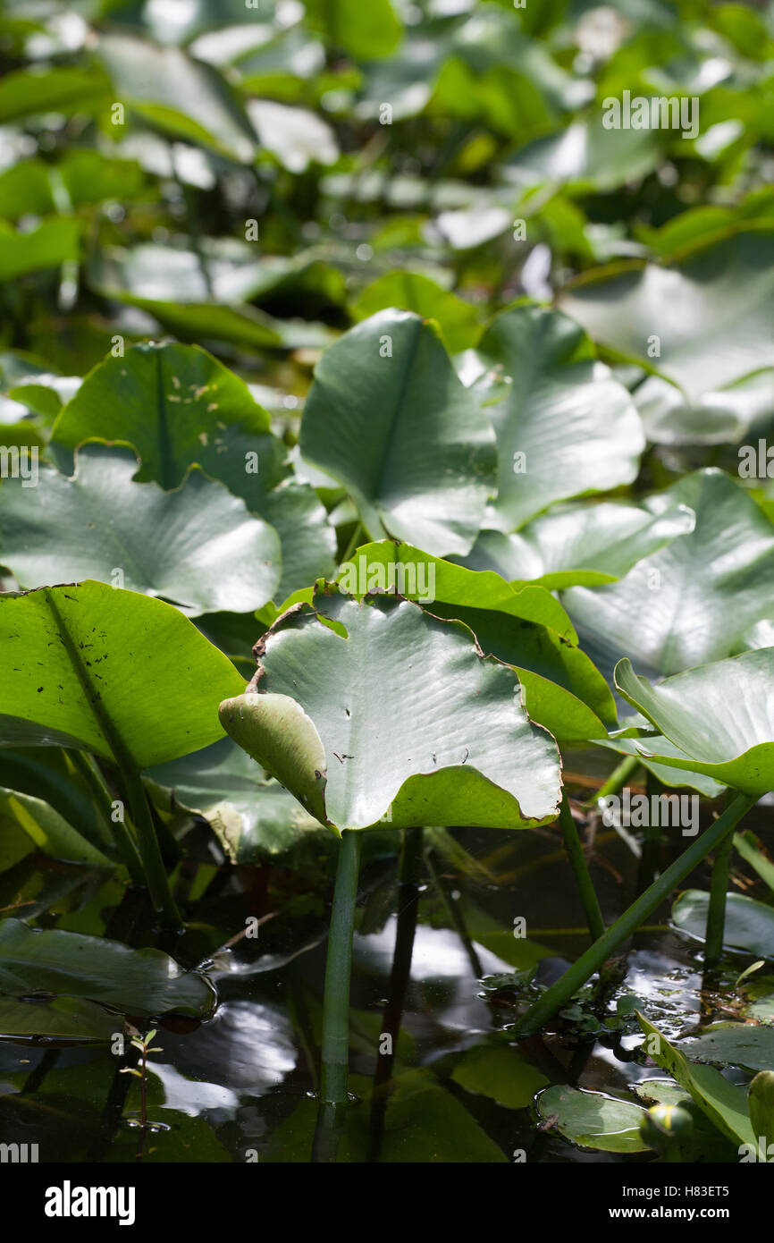 Water lily stem hi-res stock photography and images - Alamy