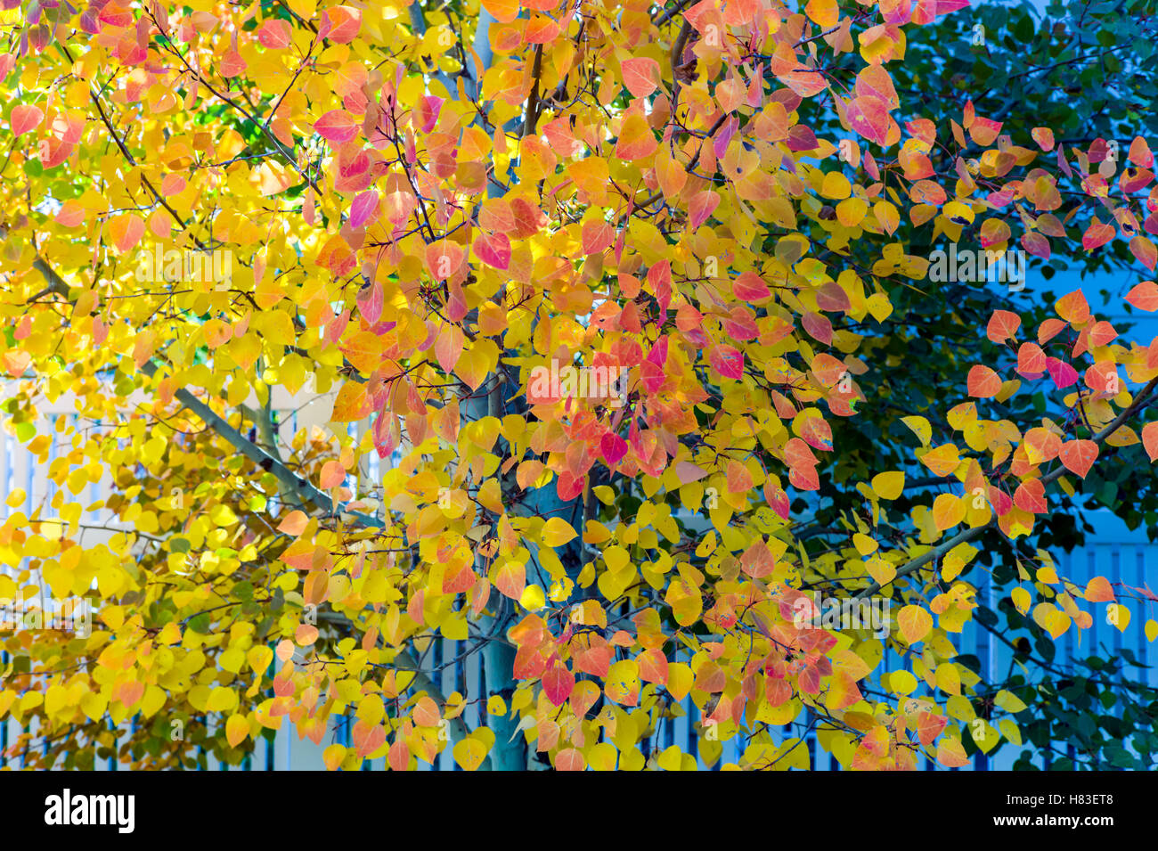 Autumn fall foliage trees leaves hi-res stock photography and images ...