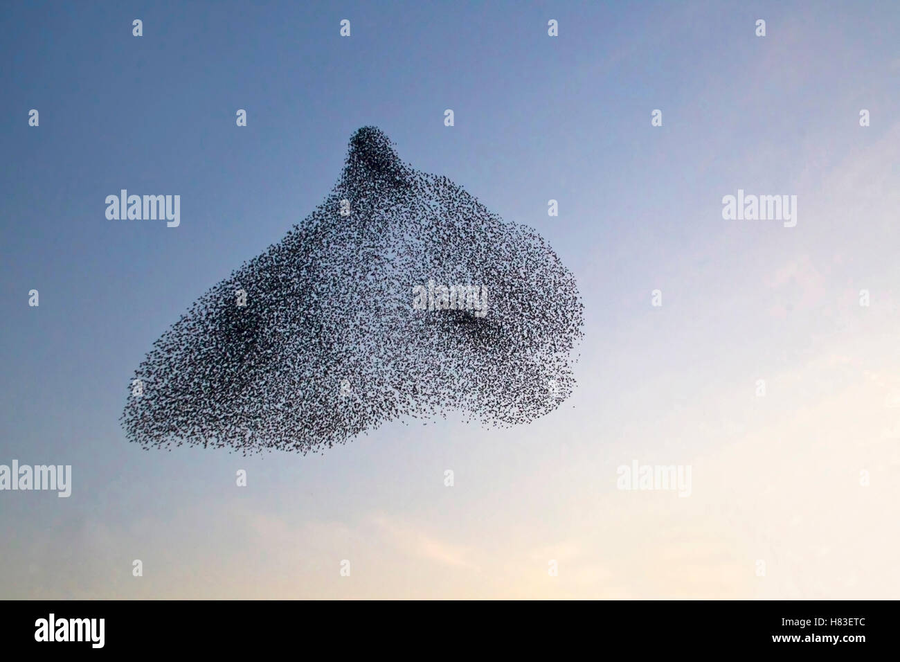 Common Starling (Sturnus vulgaris) flock being chased by a Peregrine ...