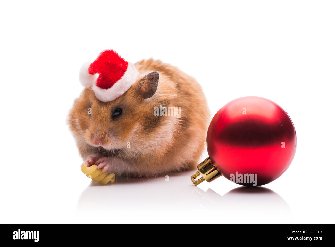 Cute hamster with santa hat isolated on white Stock Photo - Alamy