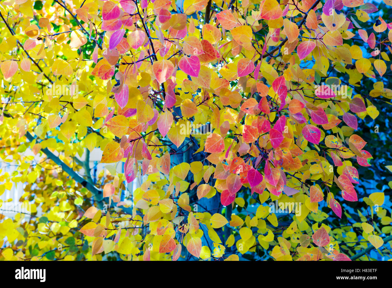 Aspen tree leaves in autumn color Stock Photo - Alamy