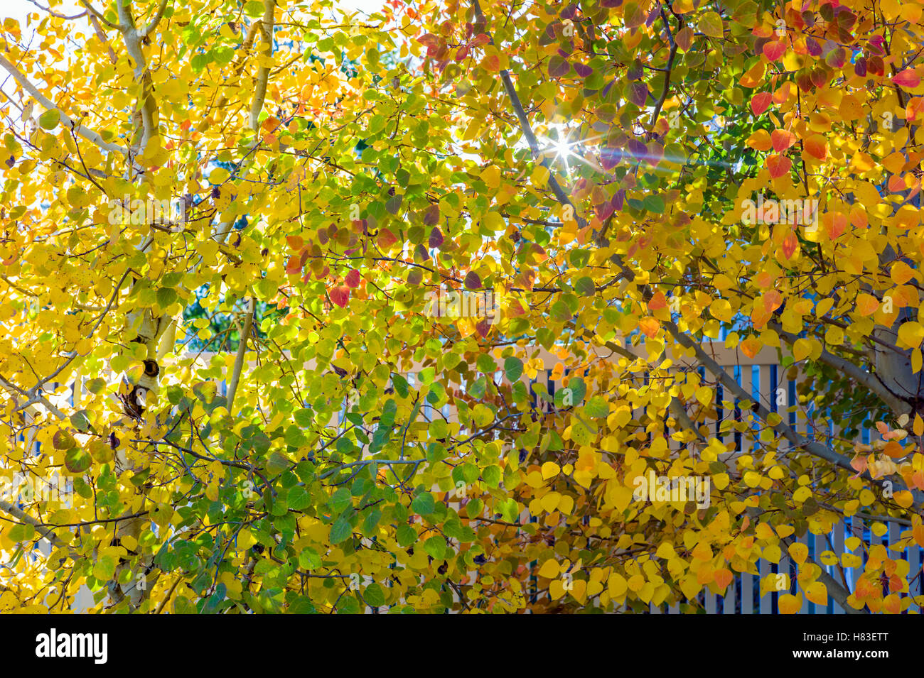 Aspen tree leaves hi-res stock photography and images - Alamy