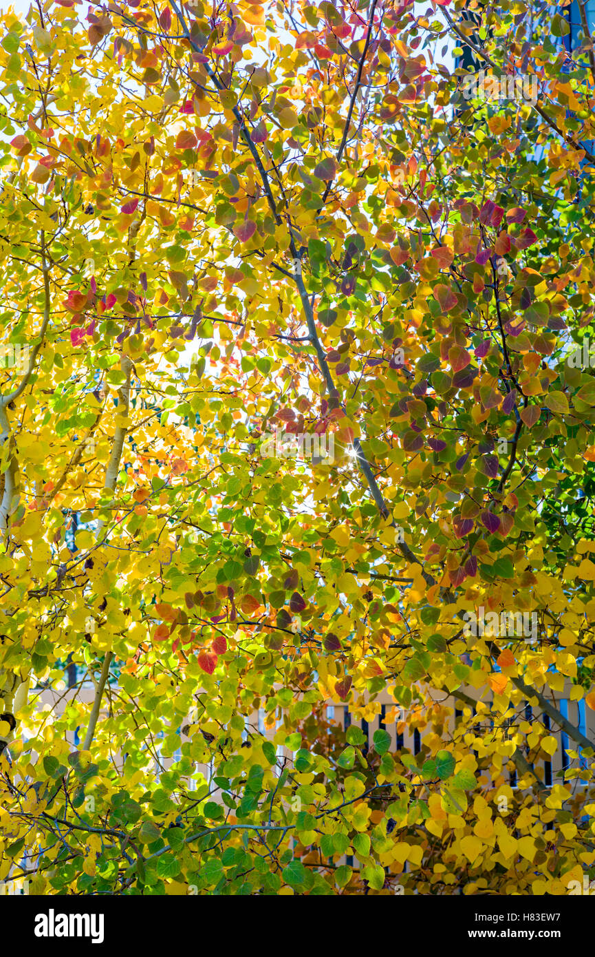 Backlit Aspen tree leaves in autumn color with sunburst Stock Photo - Alamy