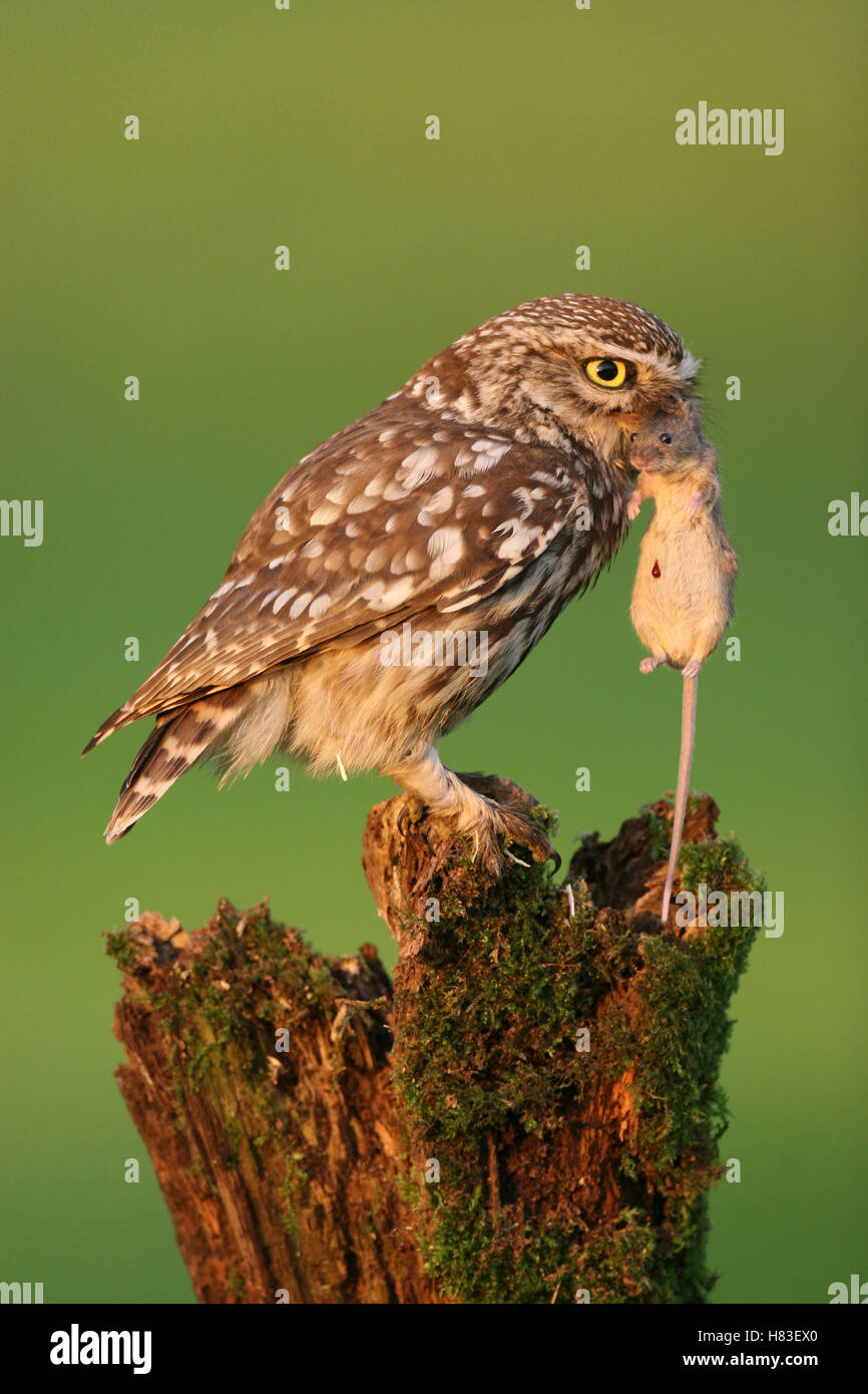 Little Owl (Athene noctua) with mouse prey, Netherlands Stock Photo - Alamy