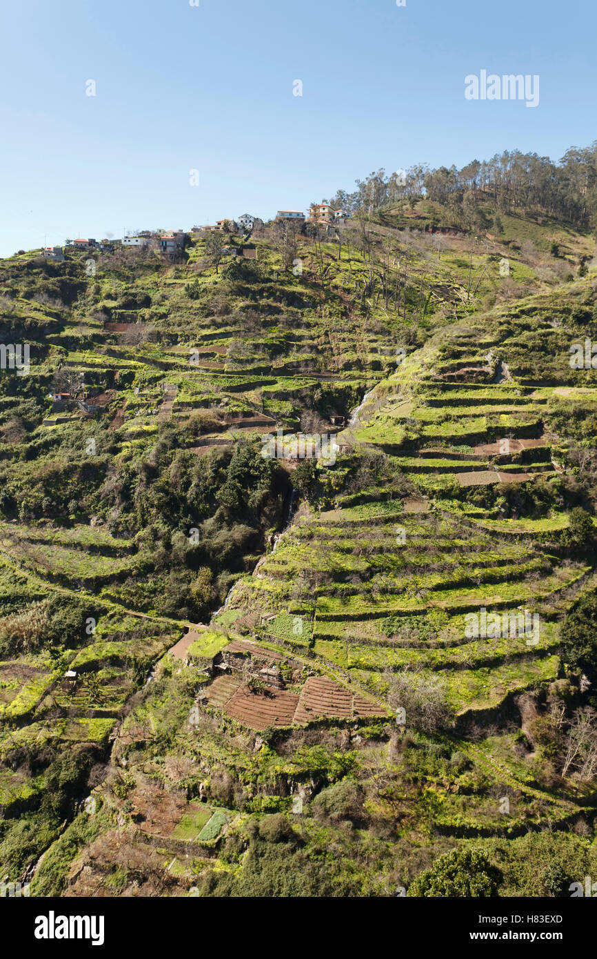 Terraces irrigated by levadas, Camara de Lobos, Madeira, Portugal Stock ...