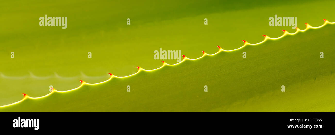 Red teeth along edge of a green Agave leaf, Funchal, Portugal Stock ...