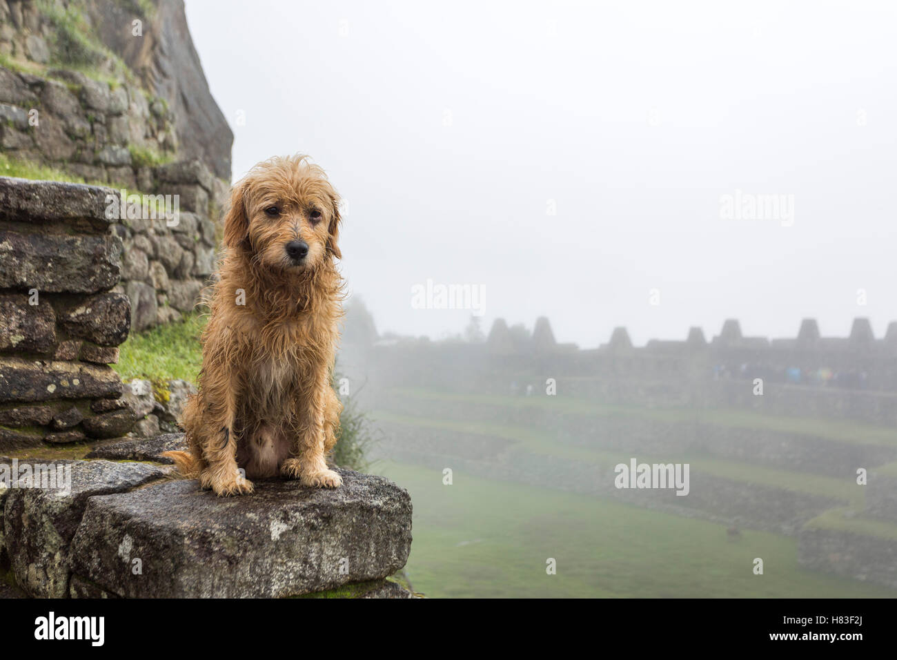 Doggy hi-res stock photography and images - Alamy