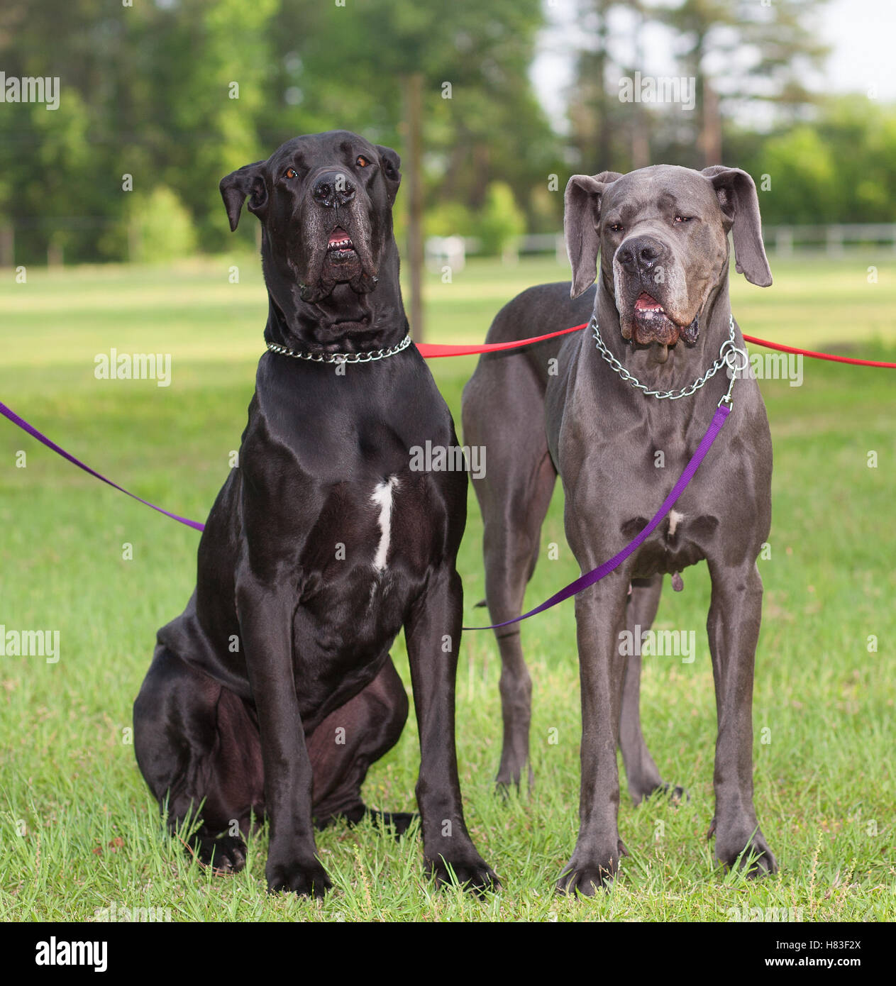 Pair of great Danes with the one on the left looking mean Stock Photo ...