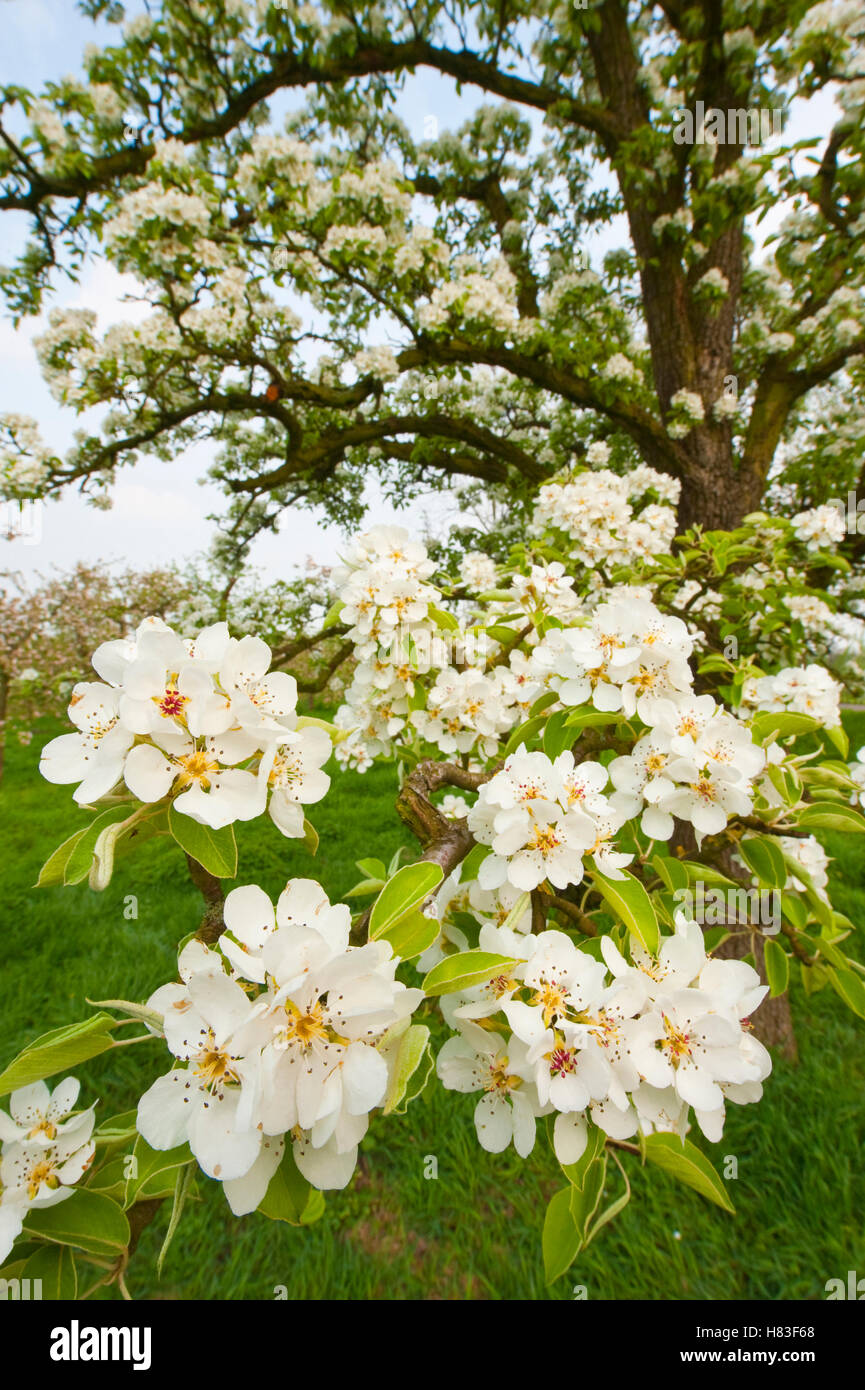 Flowering fruit tree, Netherlands Stock Photo - Alamy