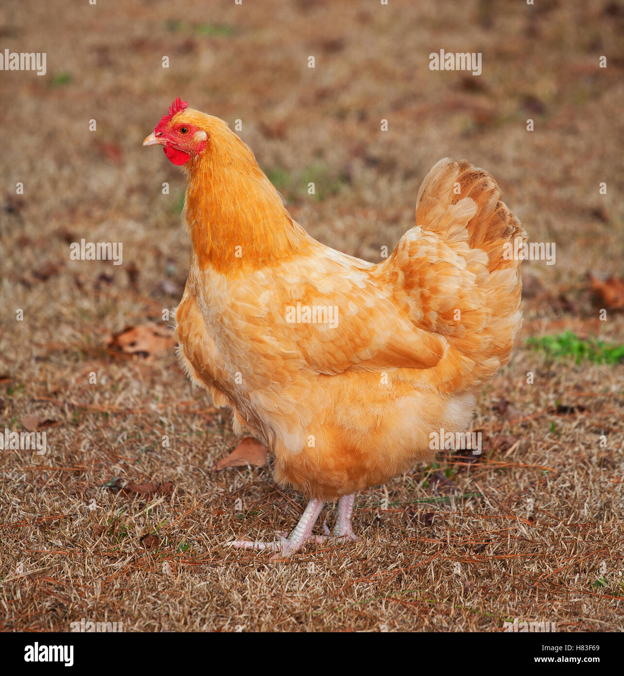 Chicken hen hi-res stock photography and images - Alamy