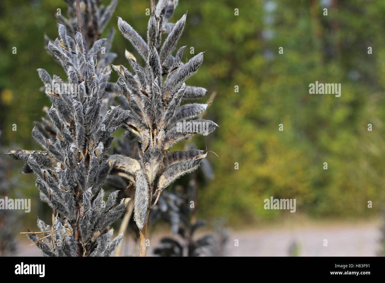 Ripe fruits of the big-leaved lupine (Lupinus polyphyllus Stock Photo ...