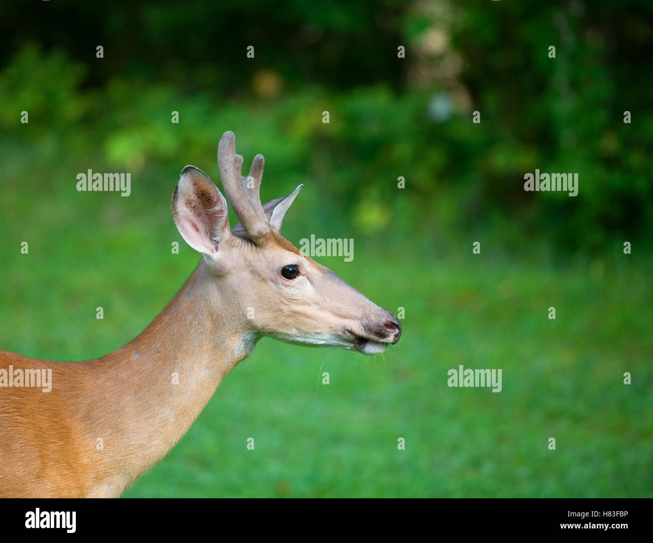 Profile photo of a deer hi-res stock photography and images - Alamy