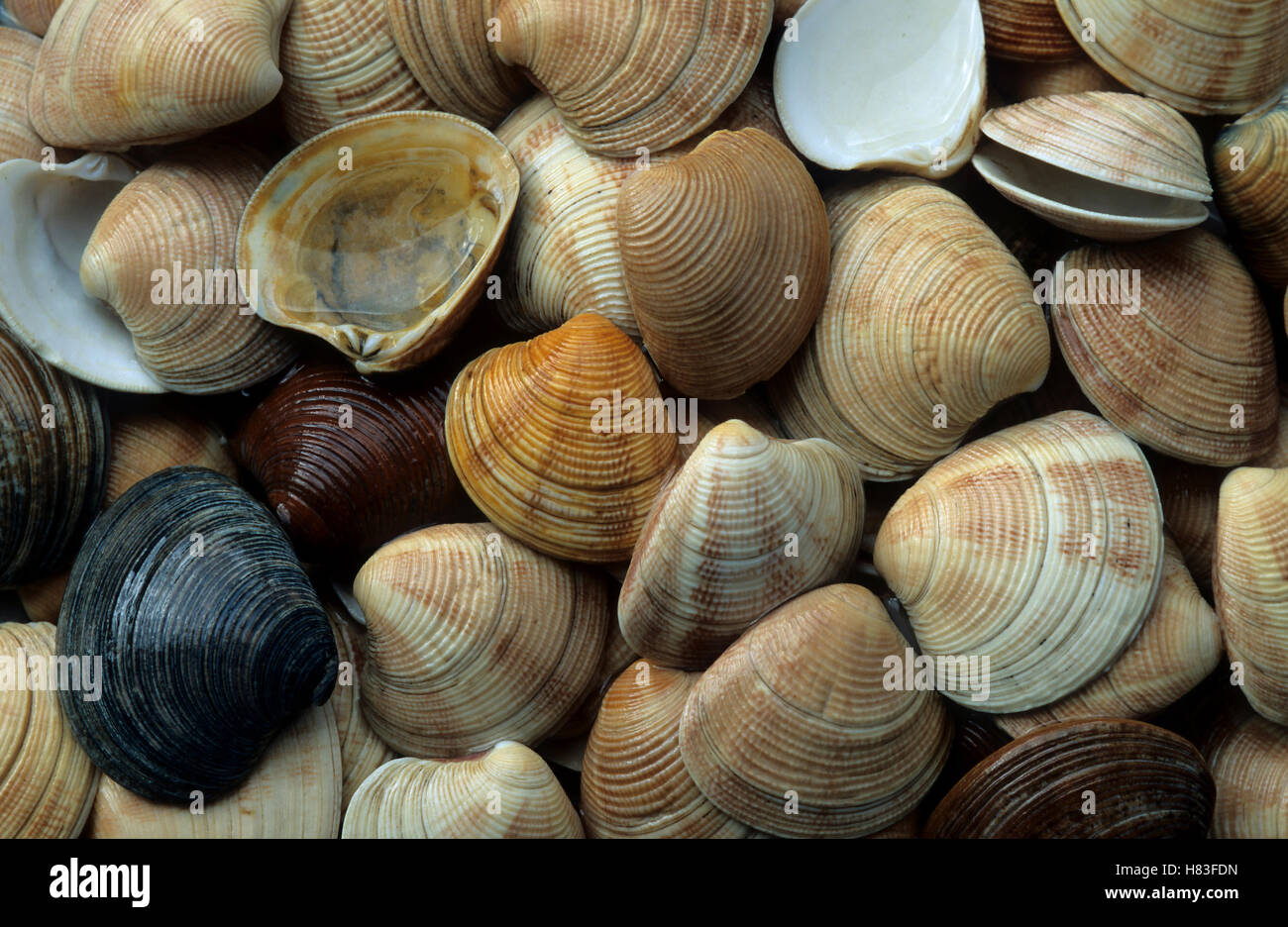 Striped Venus (Chamelea striatula) shells on beach, Netherlands Stock ...