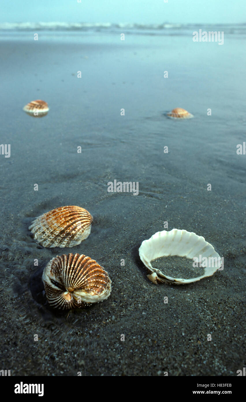 Prickly Cockle (Acanthocardia echinata) shells washed up on beach ...