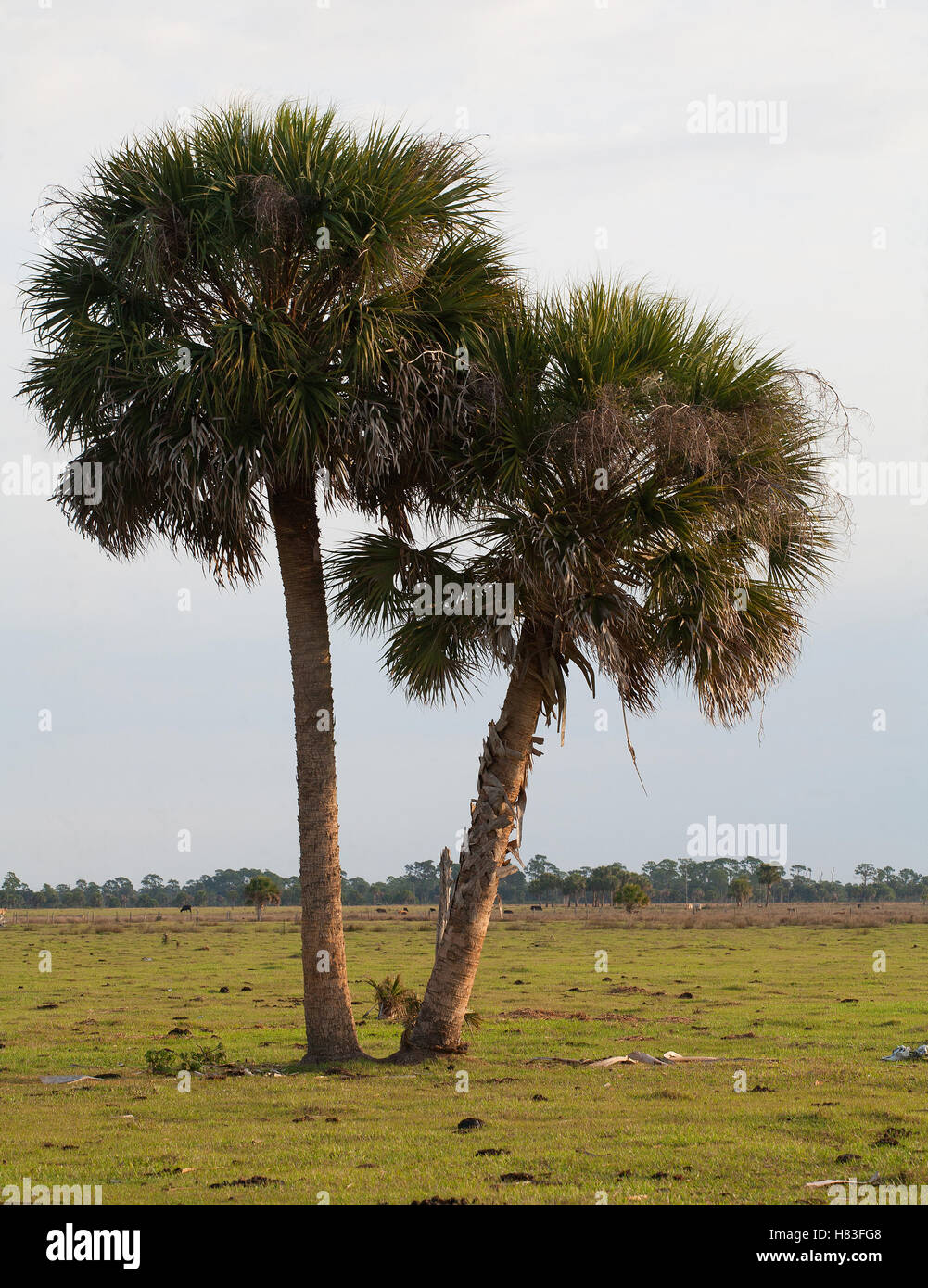 Palm tree green brown leaves hi-res stock photography and images - Alamy