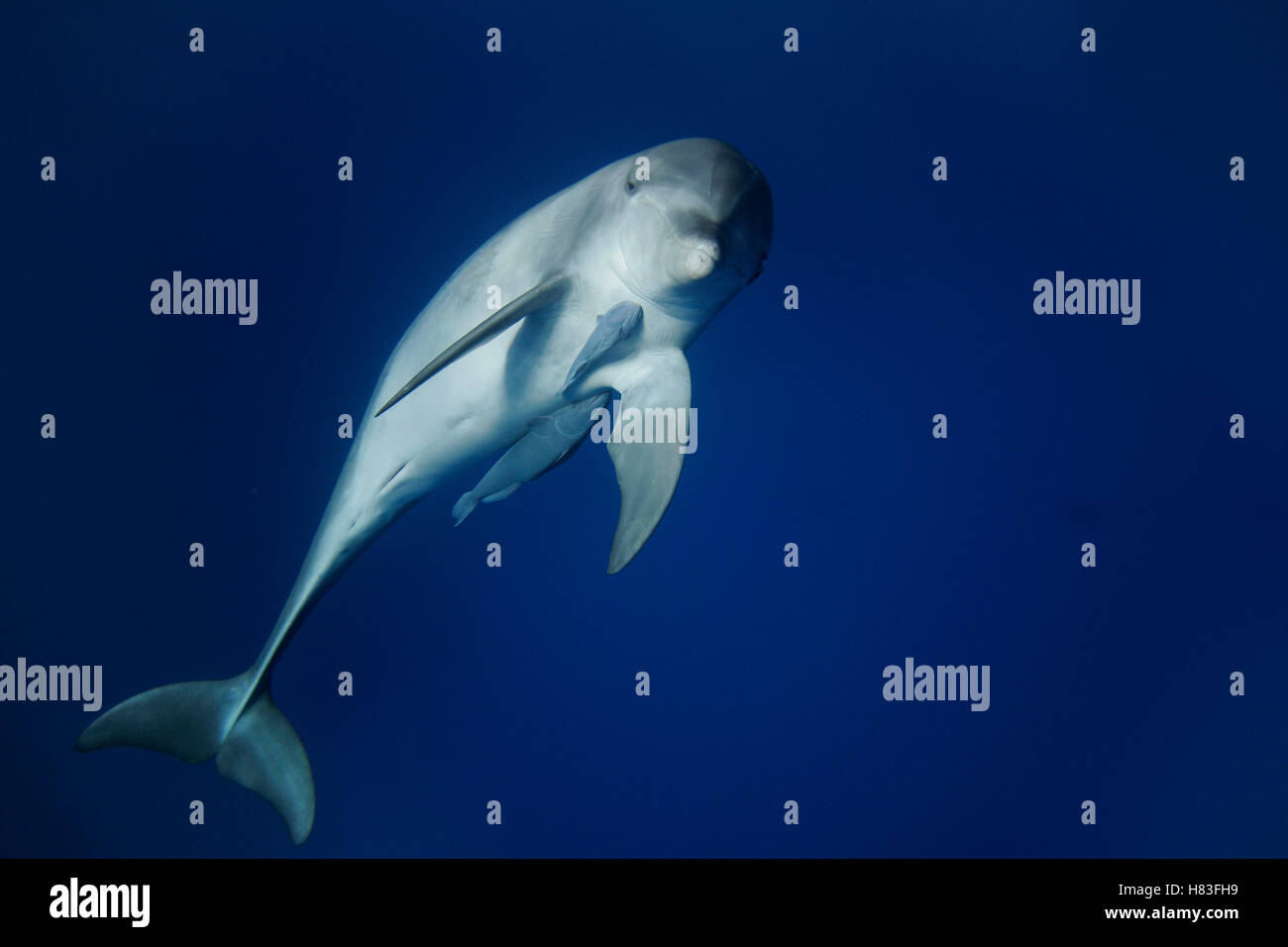 Indo-pacific Bottlenose Dolphin (Tursiops aduncus) with Remoras (Remora ...