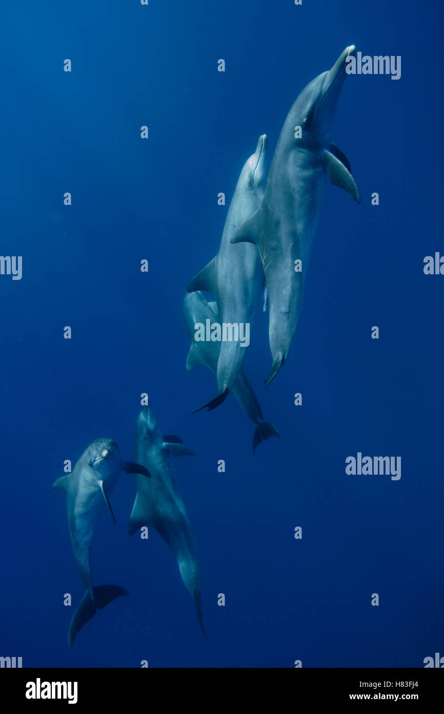Indo-pacific Bottlenose Dolphin (Tursiops aduncus) pod, Ogasawara ...