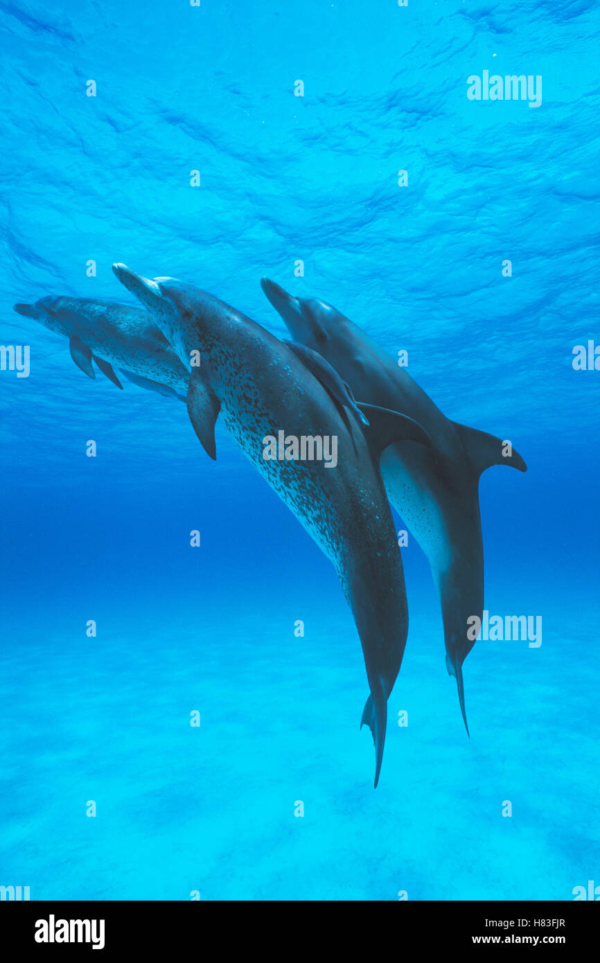 Atlantic Spotted Dolphin (Stenella frontalis) trio with Remoras (Remora ...