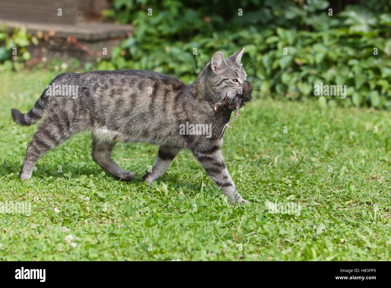Domestic Cat (Felis catus) gray adult female Tabby carrying songbird ...