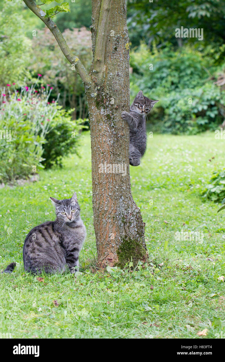 Domestic Cat (Felis catus), Tabby mother with kitten climbing tree in ...