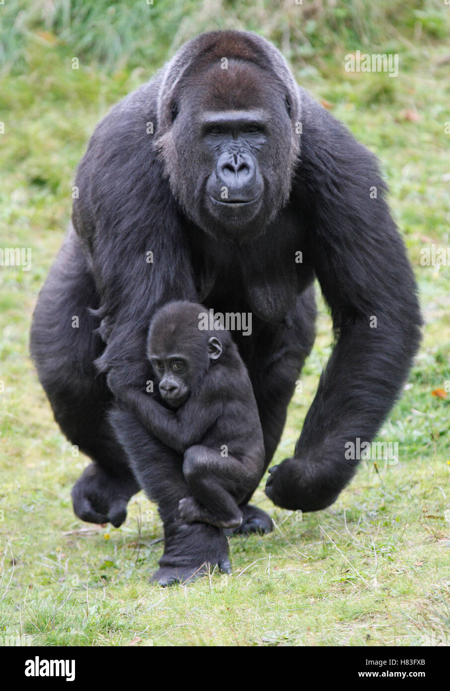 Western Lowland Gorilla (Gorilla gorilla gorilla) mother walking with ...