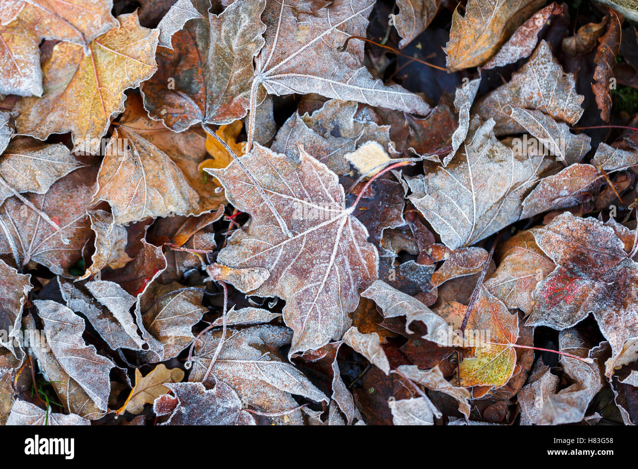 Sycamore maple and winter hi-res stock photography and images - Alamy