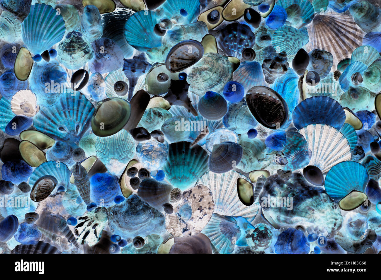 Shells seen under ultraviolet light, Germany Stock Photo - Alamy