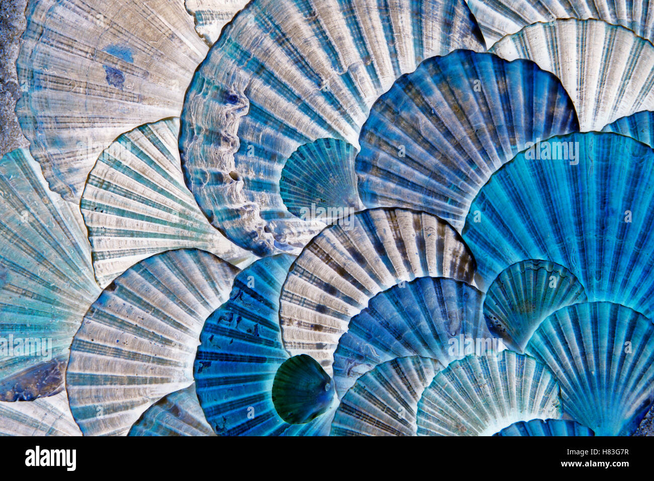 St James Scallop (Pecten jacobaeus) shells seen in ultraviolet light ...