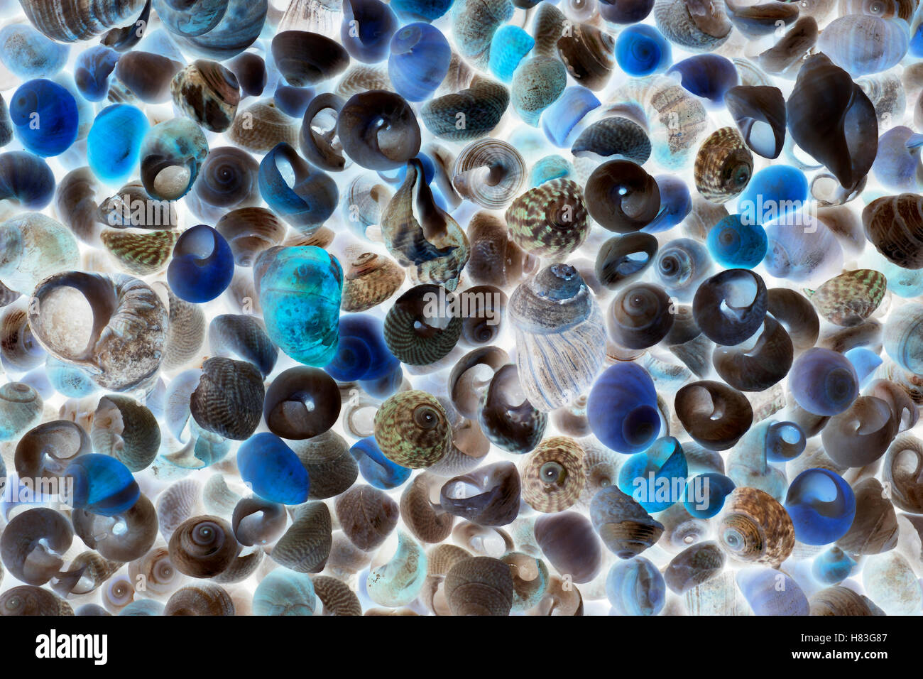 Turbinate Monodont (Monodonta turbinata) shells collected from North Sea seen in ultraviolet ...