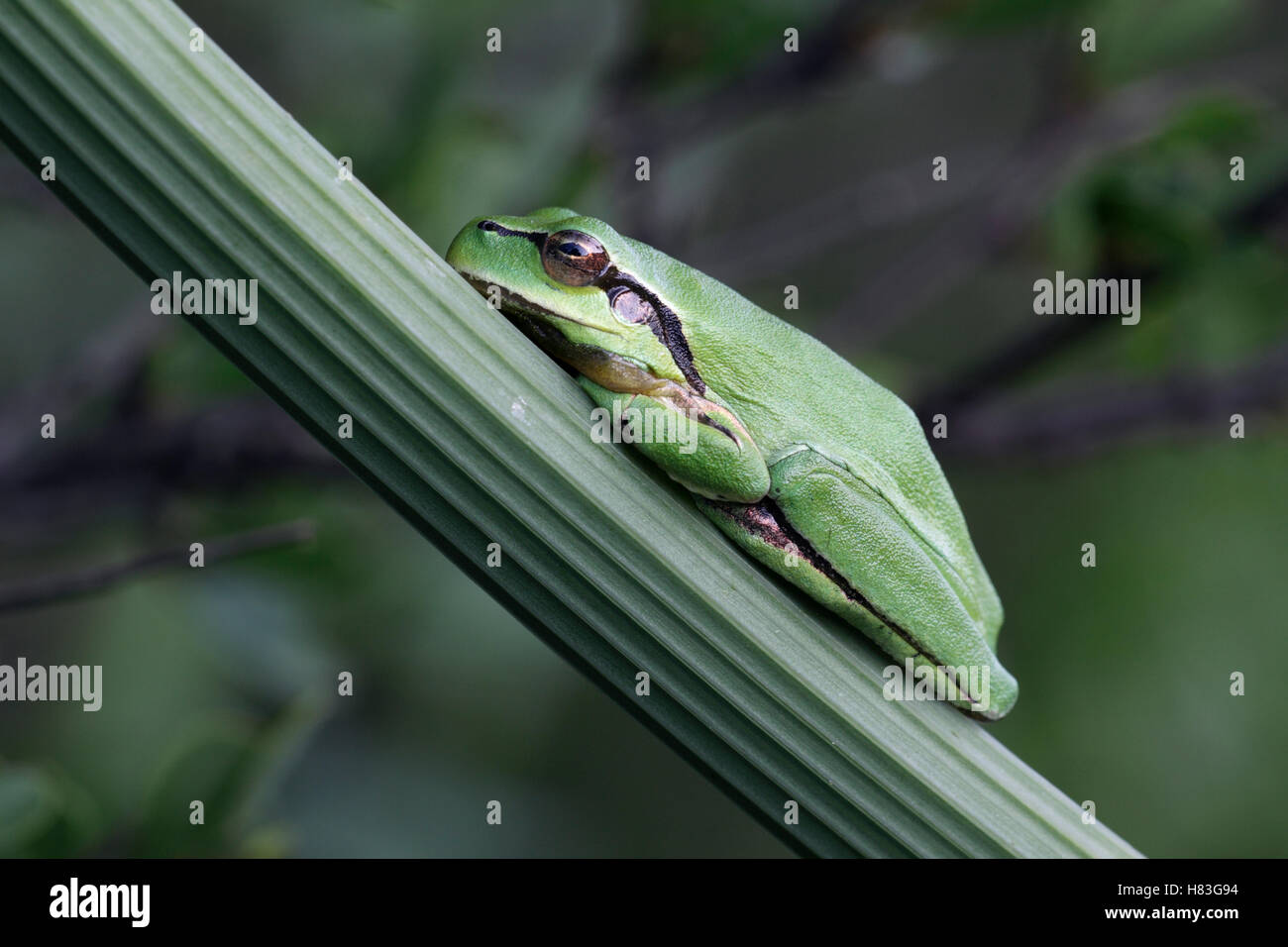 European Tree Frog (Hyla arborea), Alentejo, Portugal Stock Photo - Alamy
