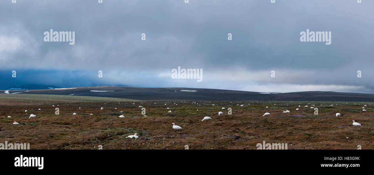 Snow Goose (Chen caerulescens) nesting colony, Wrangel Island, Russia ...