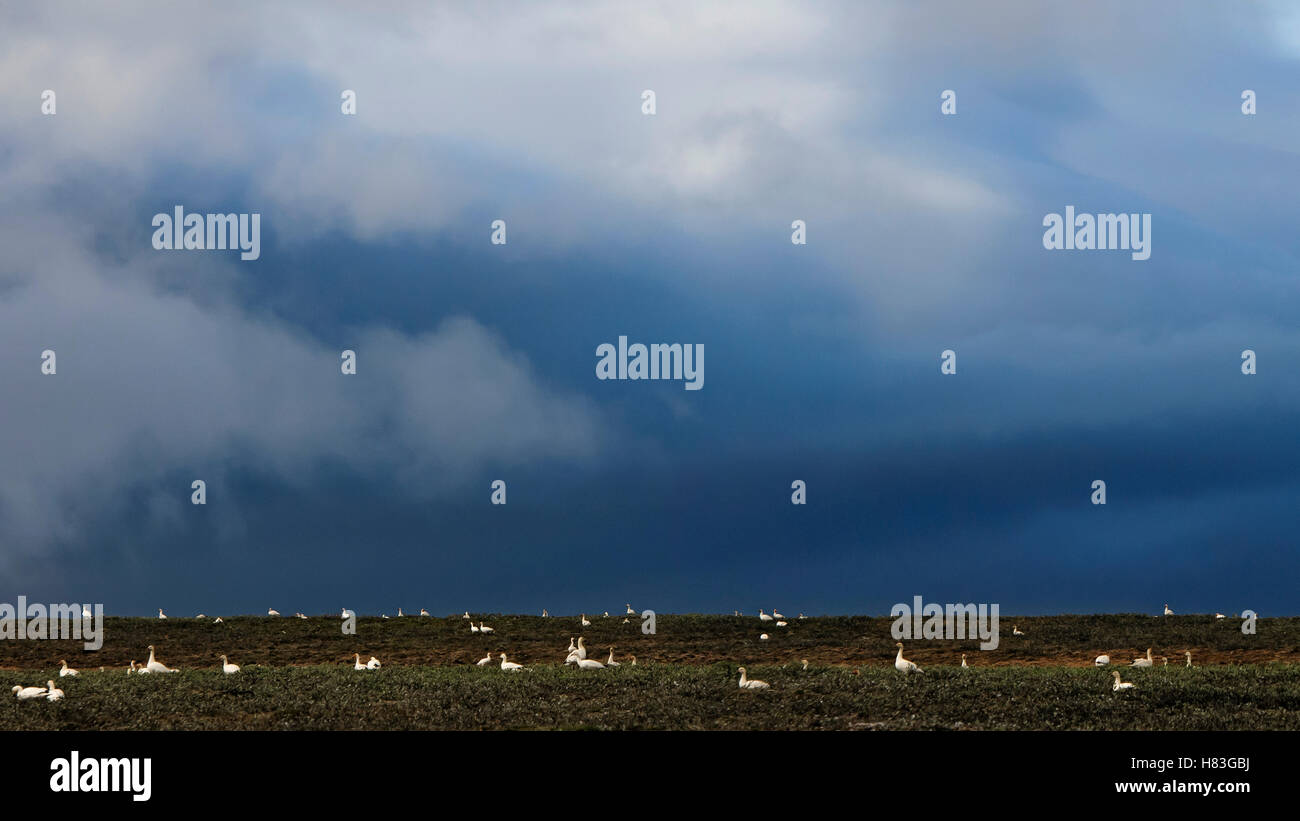 Snow Goose (Chen caerulescens) nesting colony in tundra, Wrangel Island ...