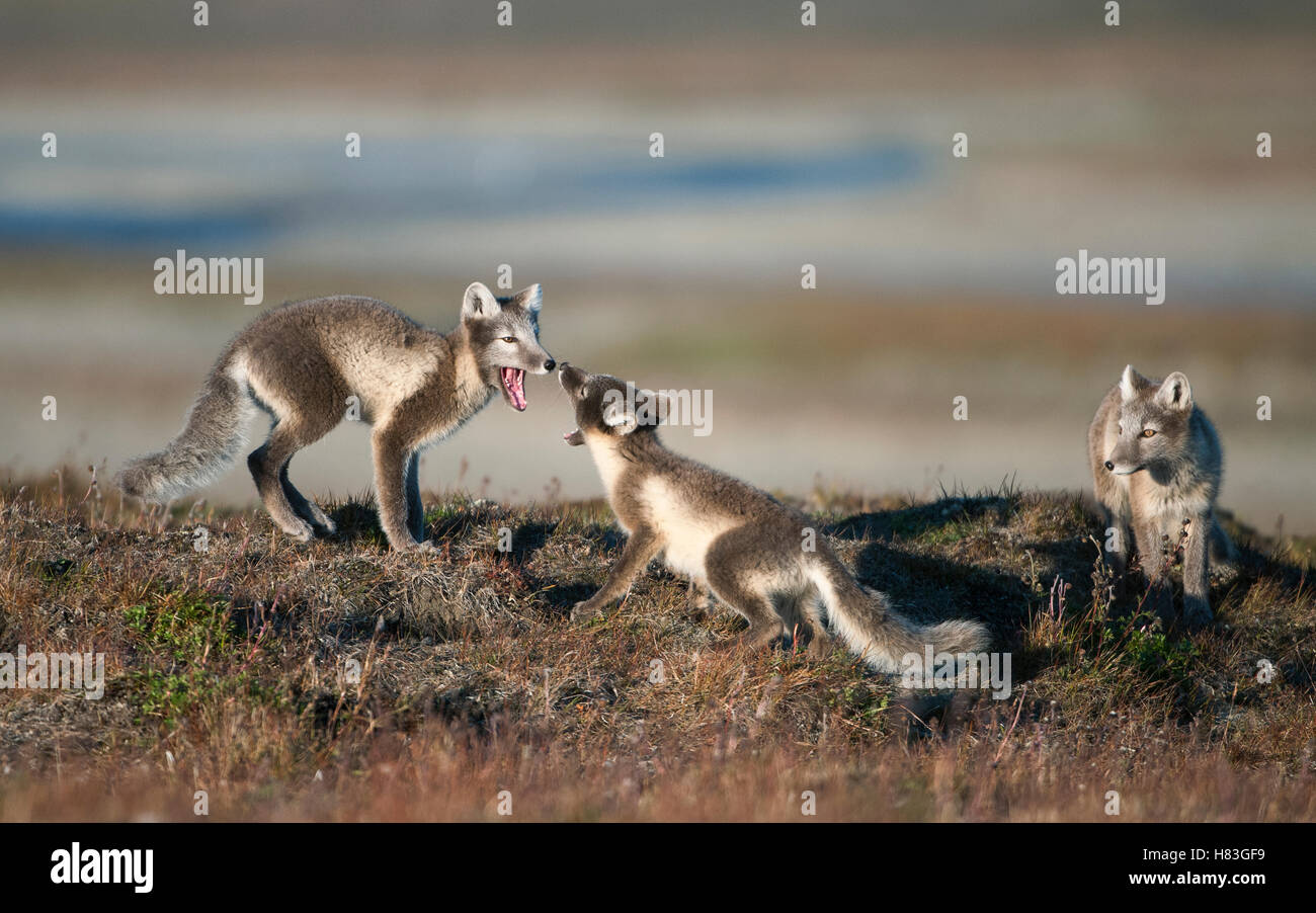 Arctic Fox (Alopex lagopus) pups play-fighting with mother watching ...