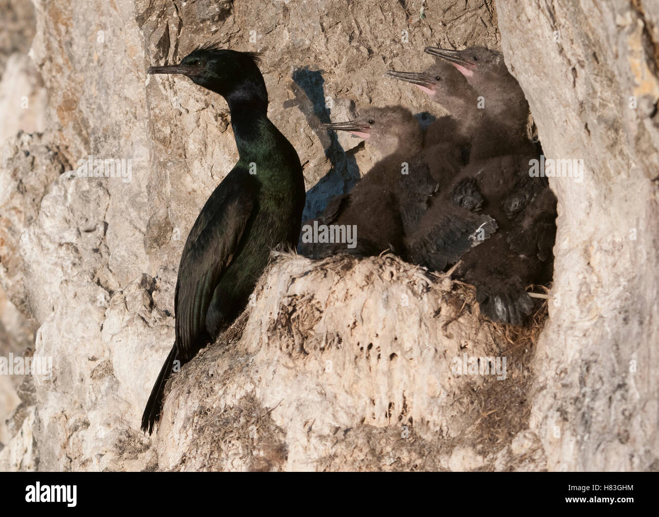 Pelagic Cormorant (Phalacrocorax pelagicus) at nest with chicks ...