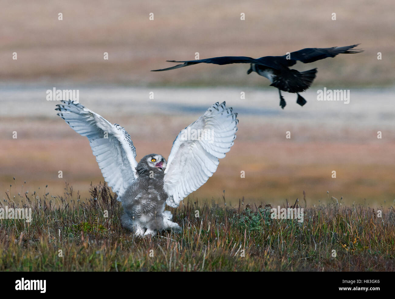 Snowy Owl (Nyctea scandiaca) chick being attacked by Arctic Skua ...
