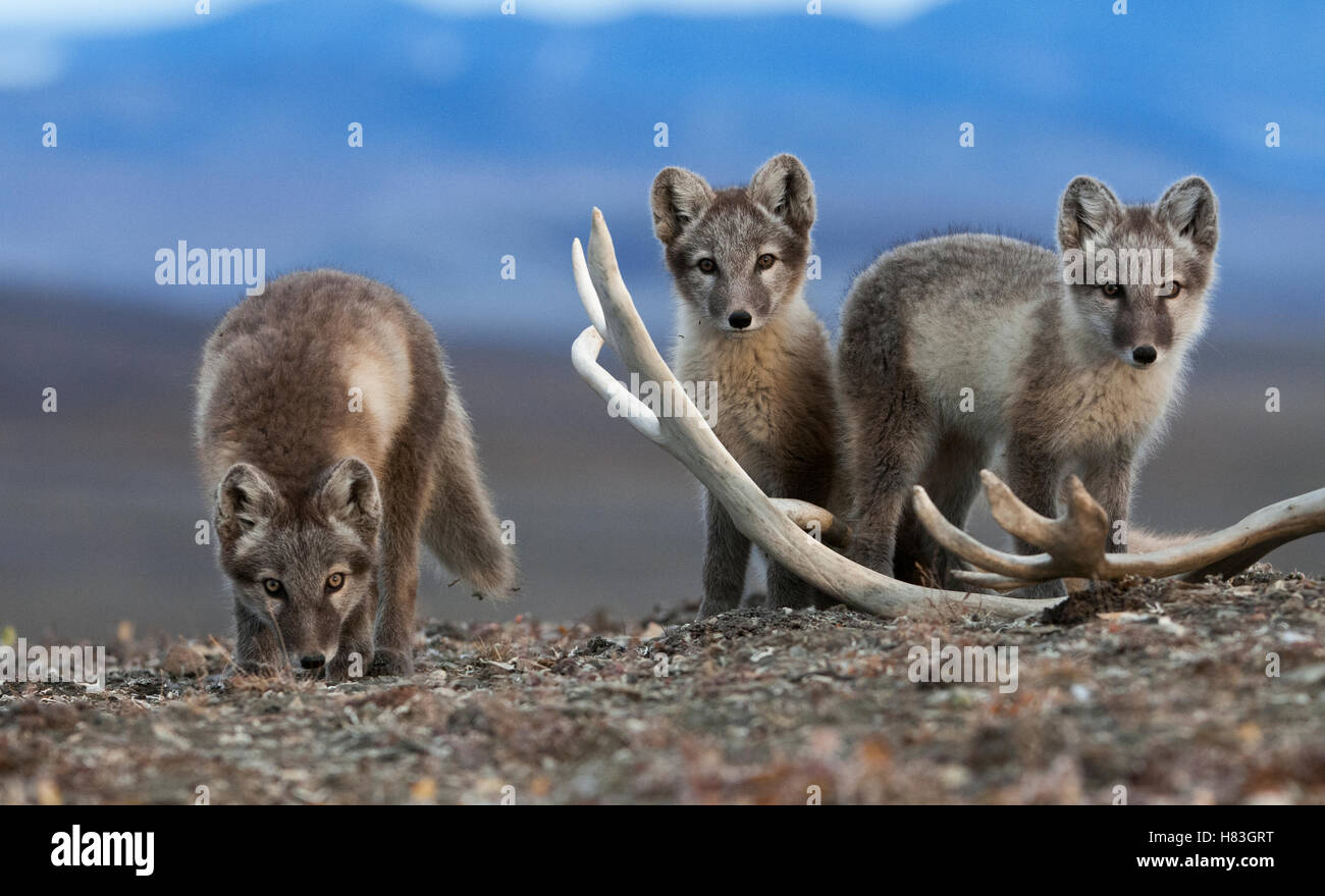 Arctic Fox (Alopex lagopus) pups and mother with Caribou (Rangifer ...