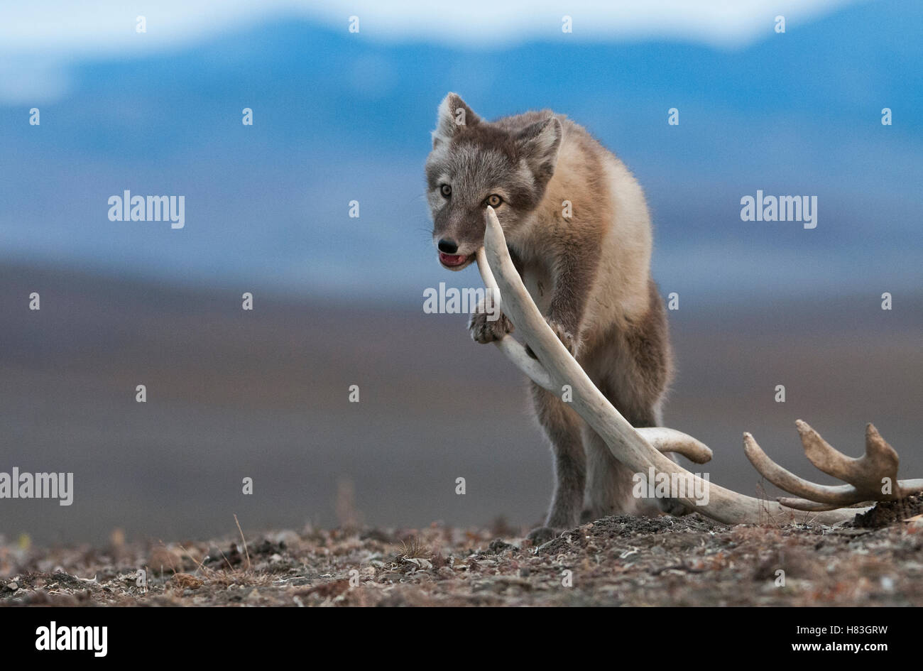 Arctic Fox (Alopex lagopus) chewing on Caribou (Rangifer tarandus ...