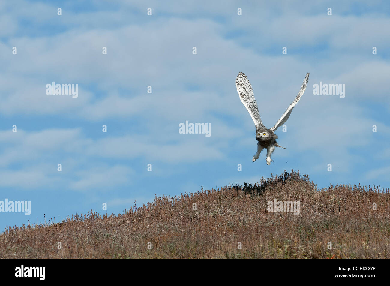 Snowy Owl (Nyctea scandiaca) fledgling taking flight, Wrangel Island ...