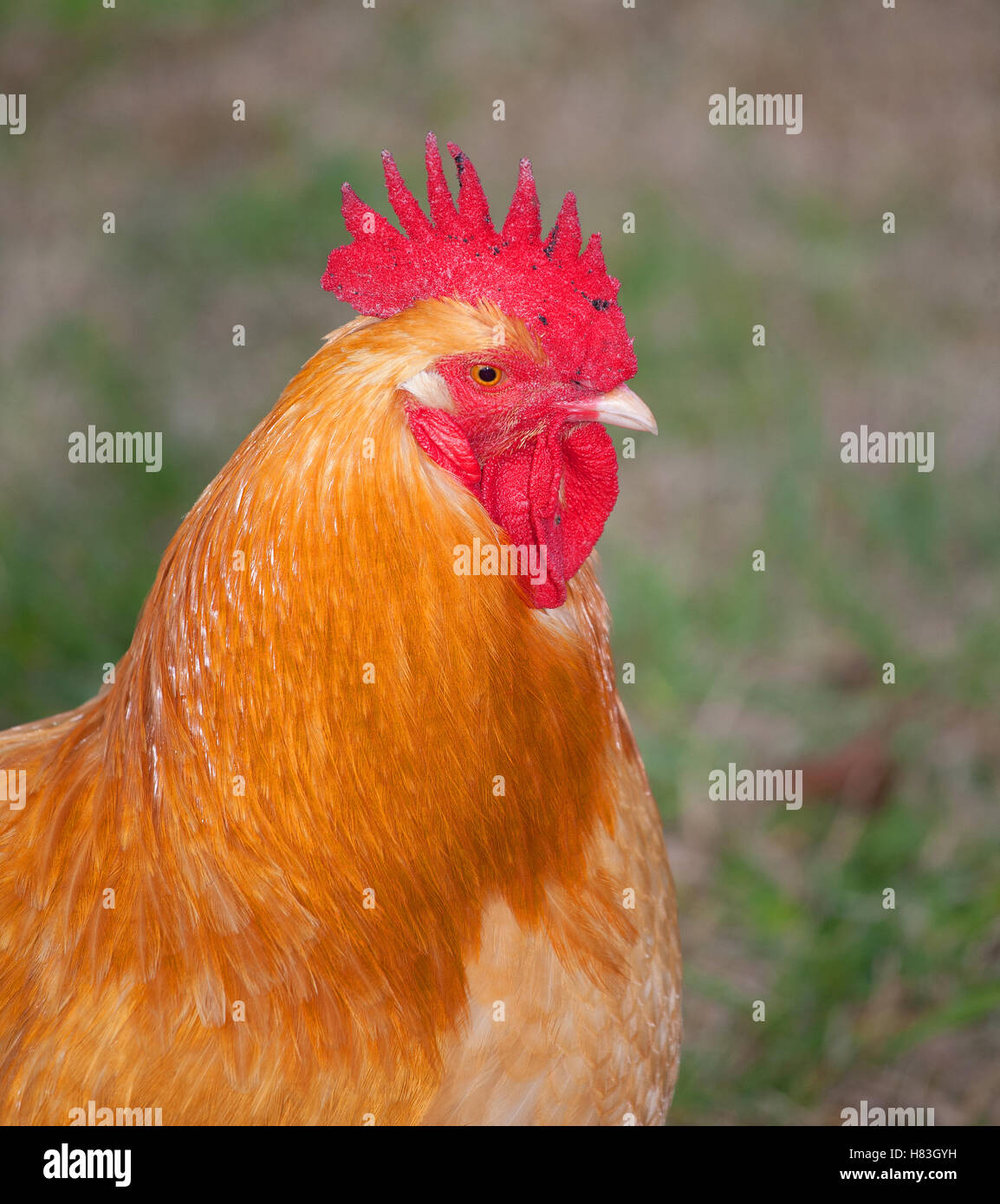 Chicken profile hi-res stock photography and images - Alamy