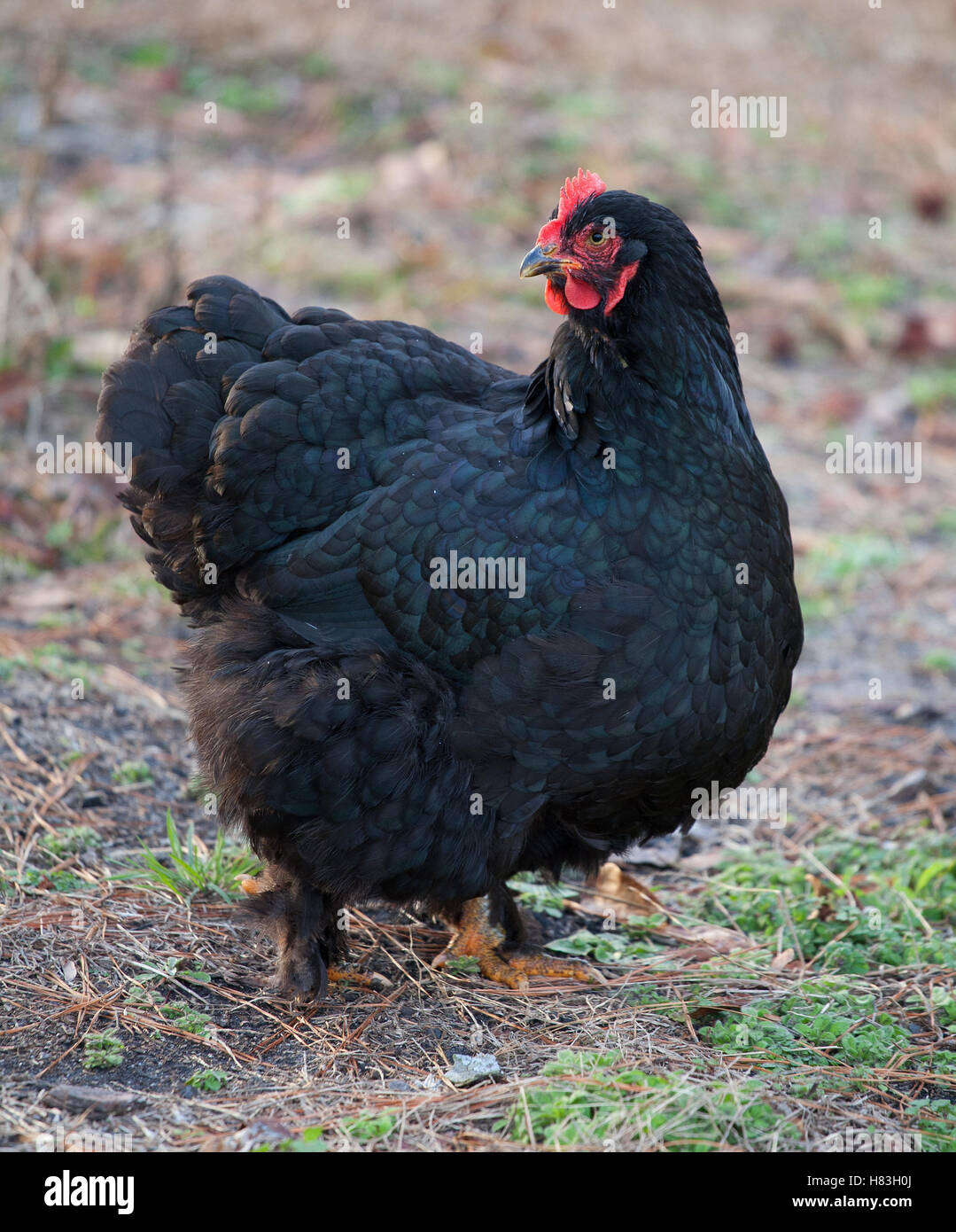 Black chicken hen that looks like it is posing Stock Photo - Alamy