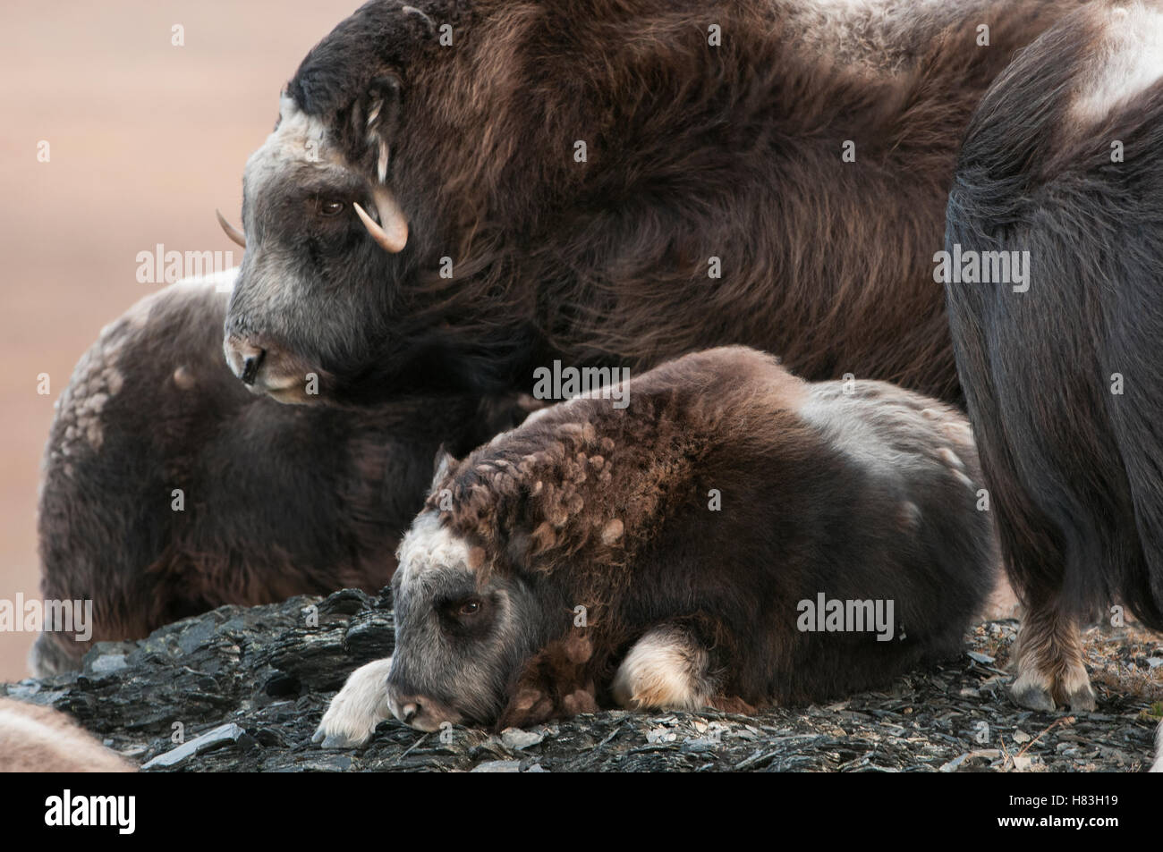 Muskox (Ovibos moschatus) calf resting near female, Wrangel Island, Russia Stock Photo - Alamy